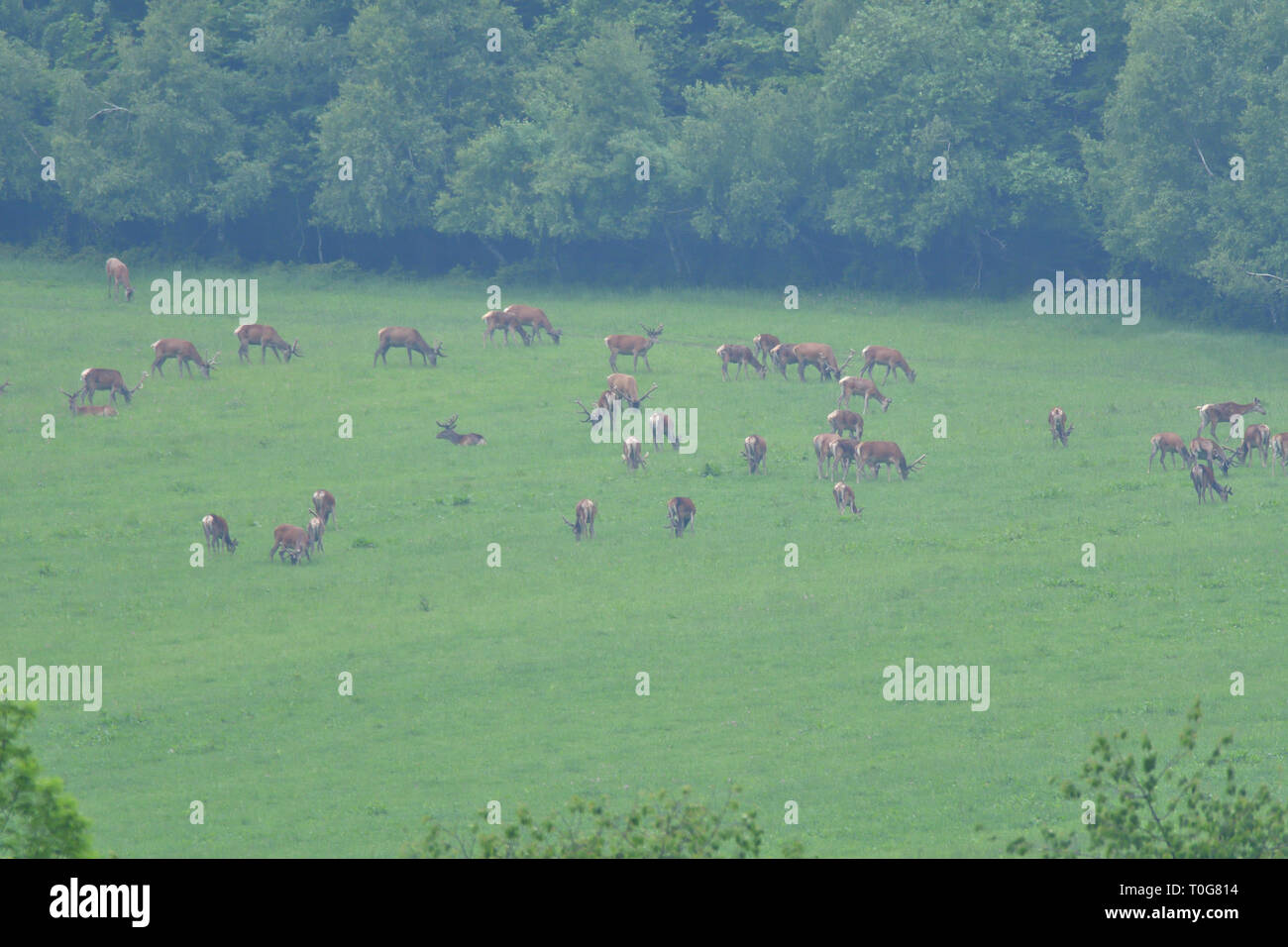 Flock of Deer stag with growing antler grazing the grass Stock Photo ...