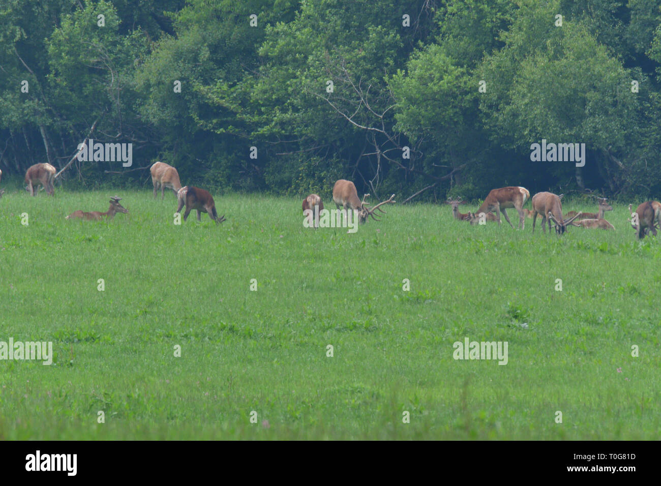 Flock of Deer stag with growing antler grazing the grass Stock Photo ...