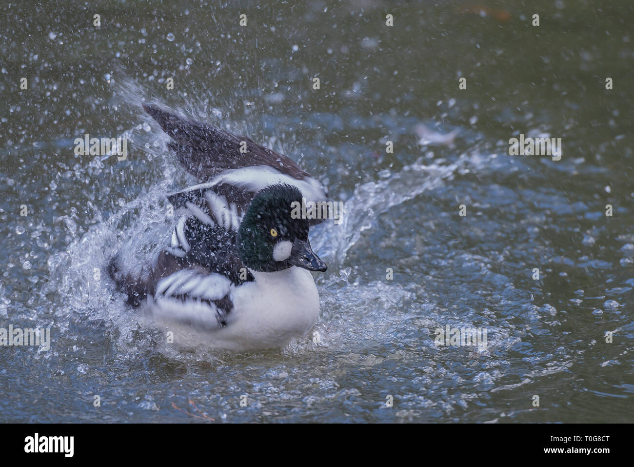 Goldeneye duck in a spin Stock Photo - Alamy