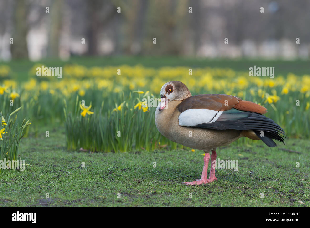 Colorful goose hi-res stock photography and images - Alamy