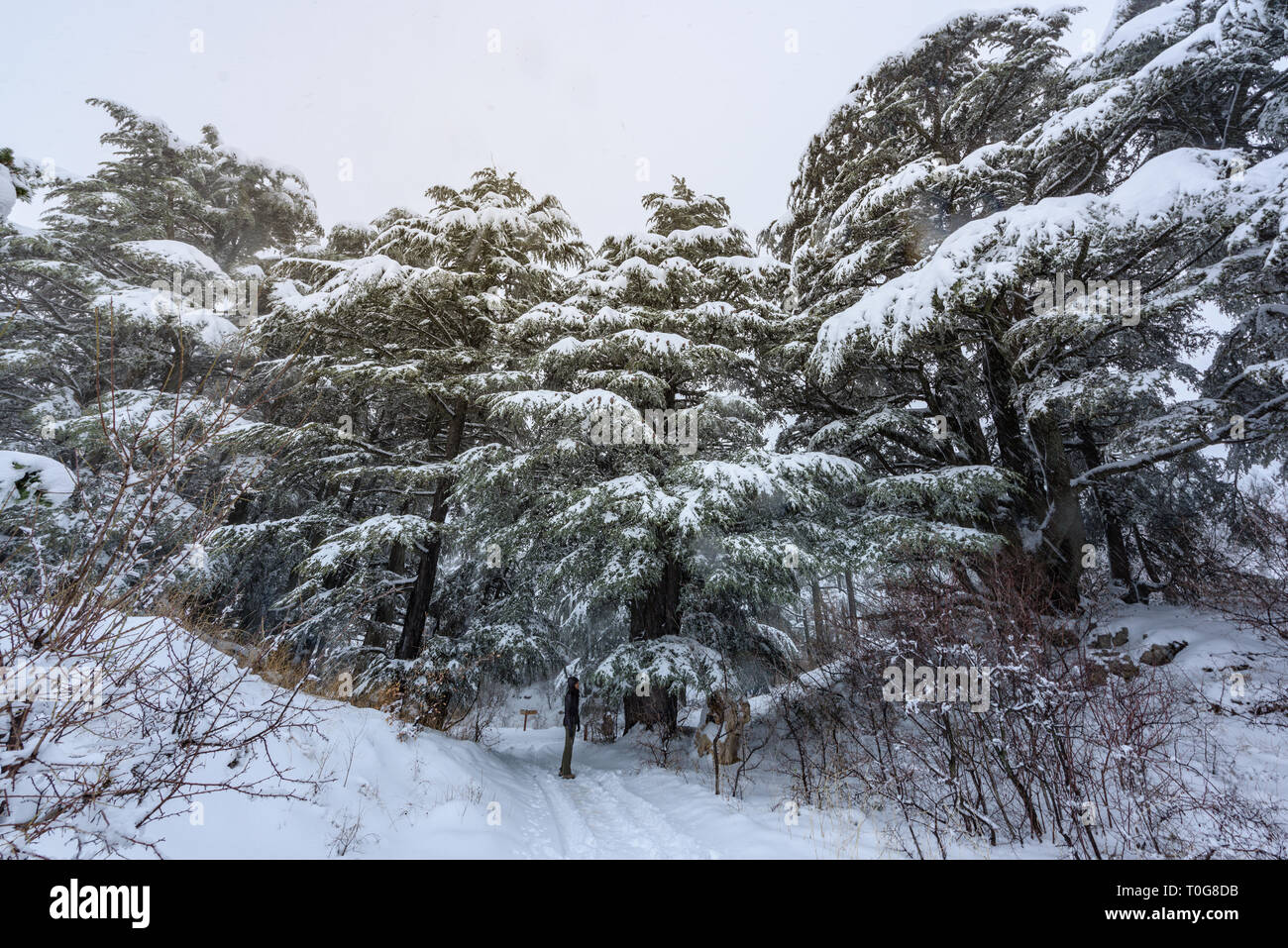 Preserved Cedar trees from the Tannourine reserve forest are covered by ...