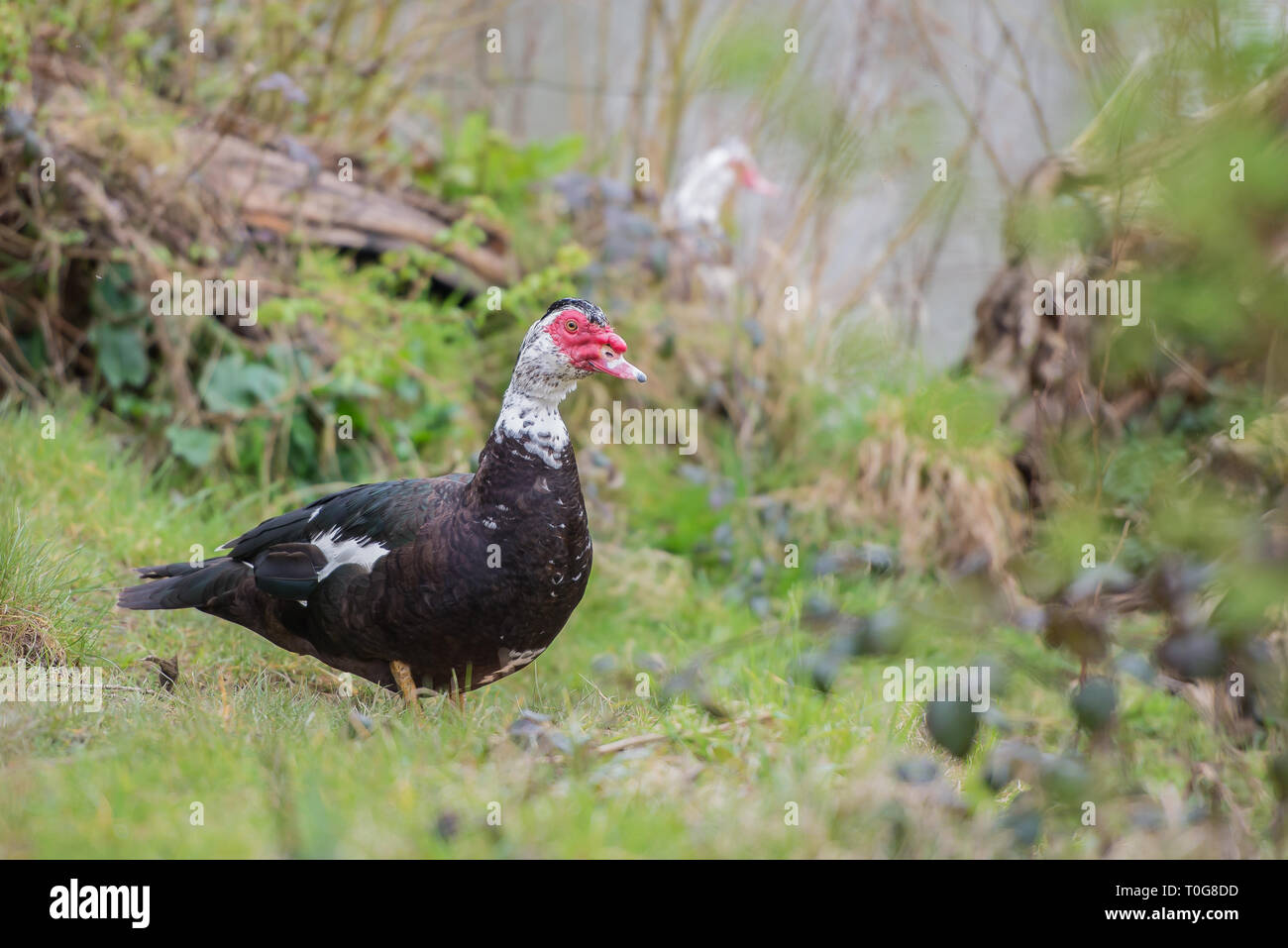 Male muscovy duck hi-res stock photography and images - Alamy