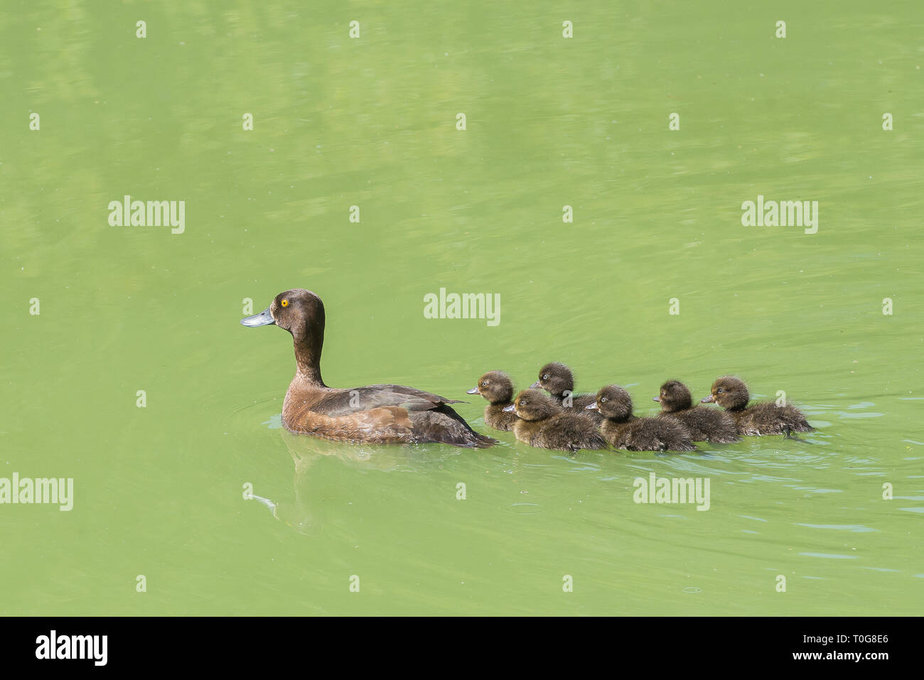 Female Tufted duck and ducklings Stock Photo - Alamy