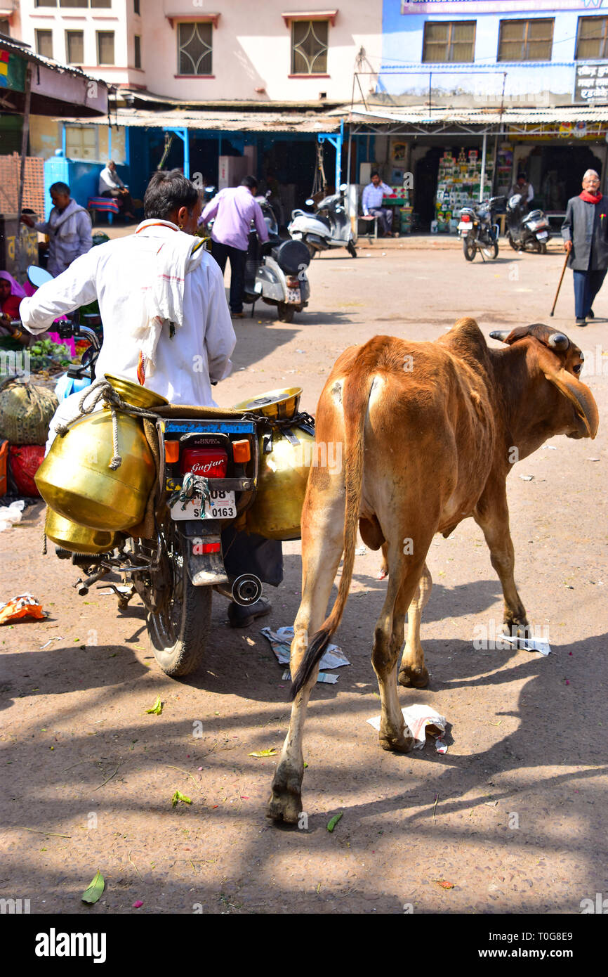 Indian Cow & Motorbike with brass pots, Bundi, Rajasthan, India Stock ...