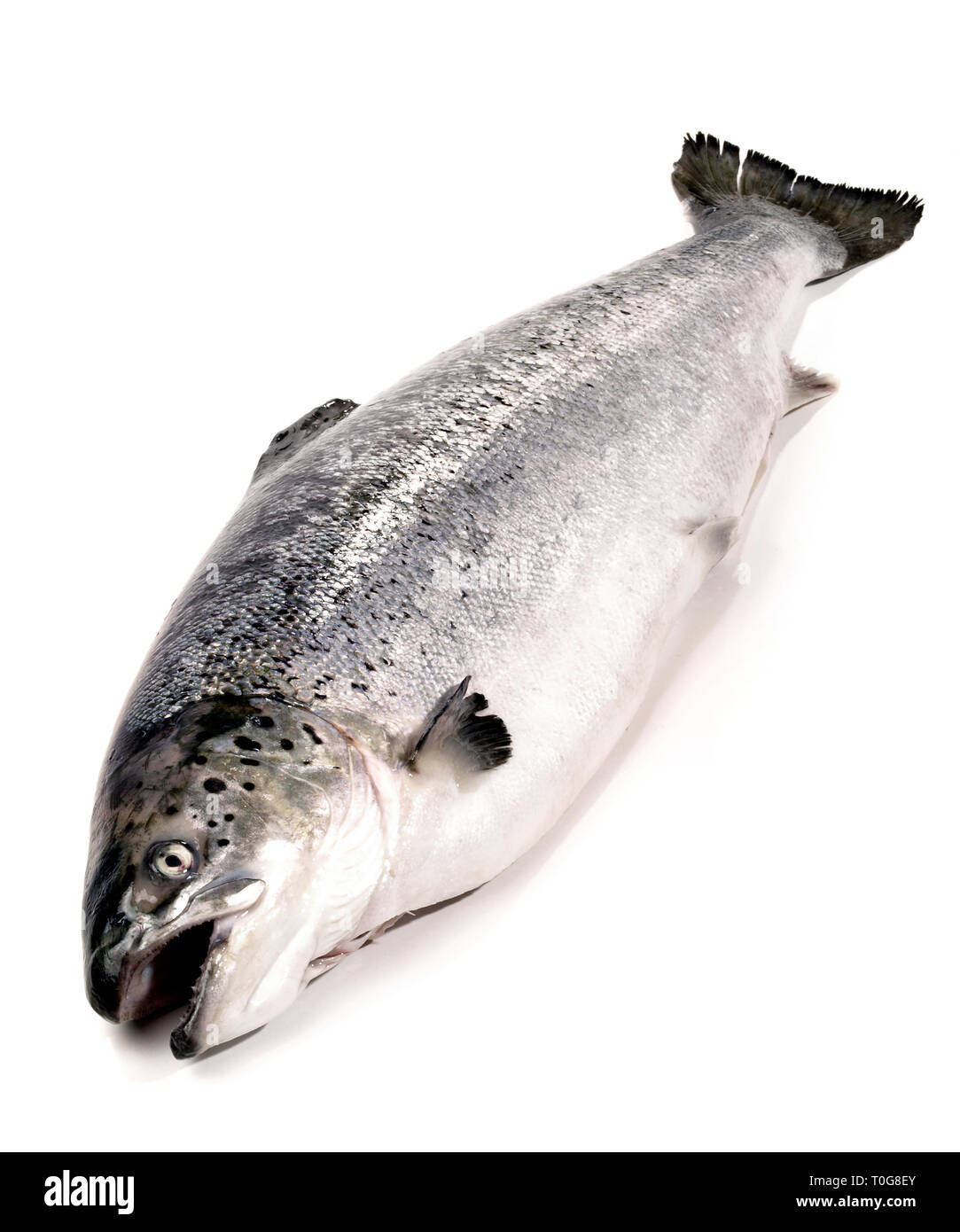 Salmon whole fish hi-res stock photography and images - Alamy