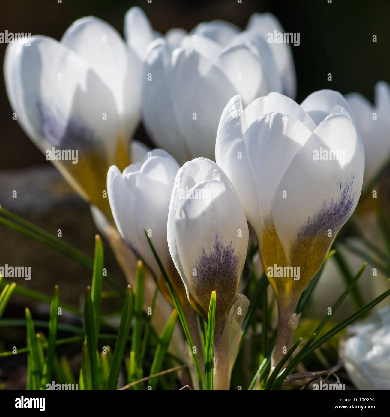 Crocus chrysanthus 'ard schenk' hi-res stock photography and images - Alamy