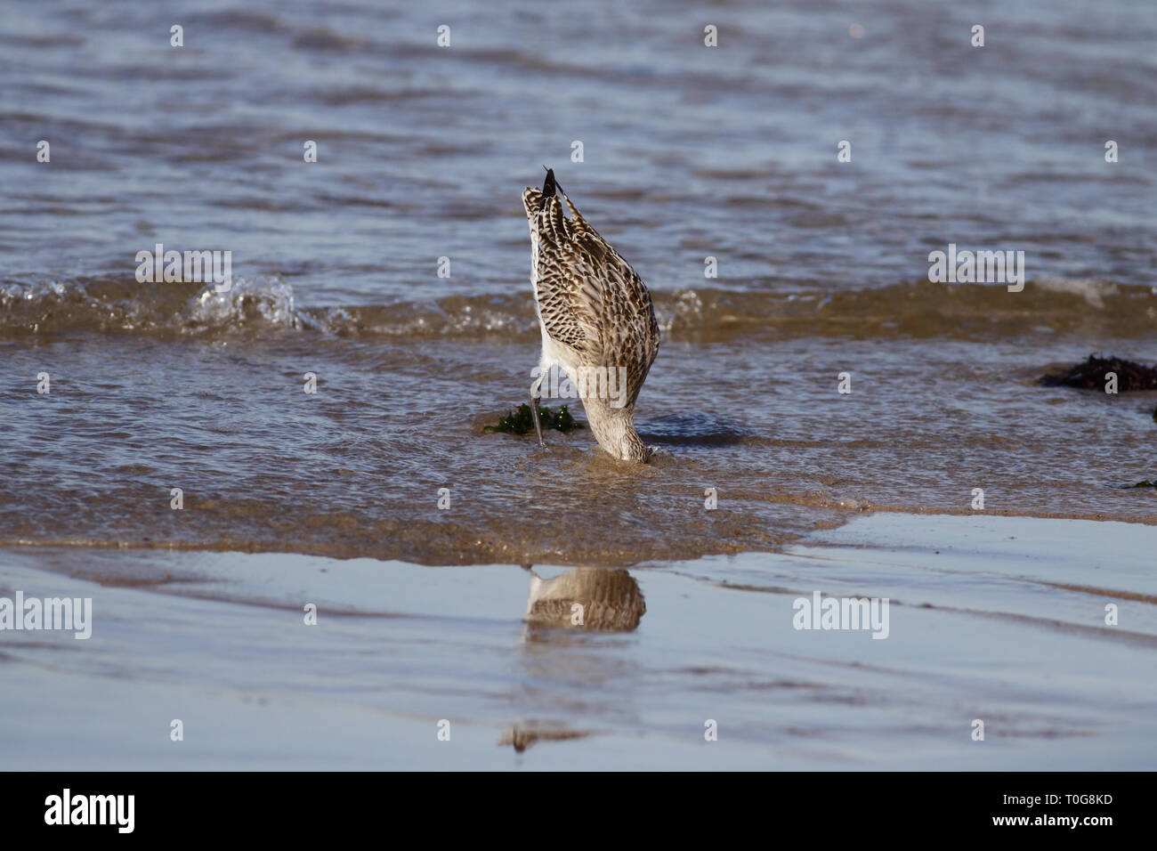 Has half buried in the sand hi-res stock photography and images - Alamy