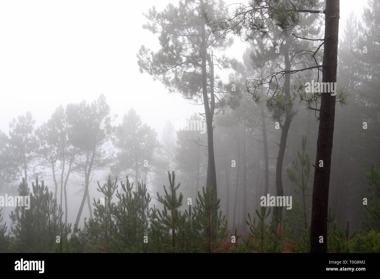 Portuguese autumn misty pines; late evening light Stock Photo - Alamy