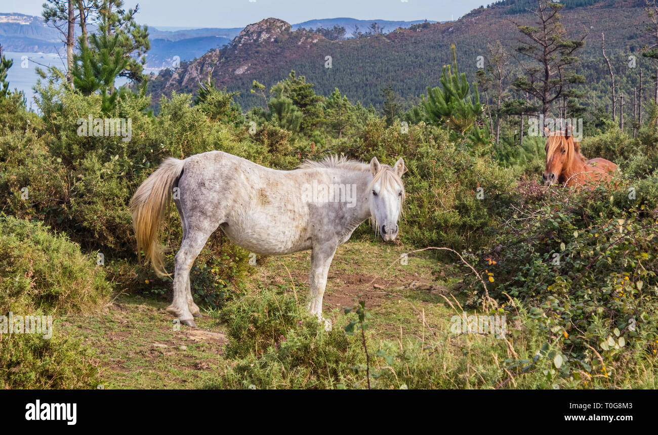 Wite horse hi-res stock photography and images - Alamy