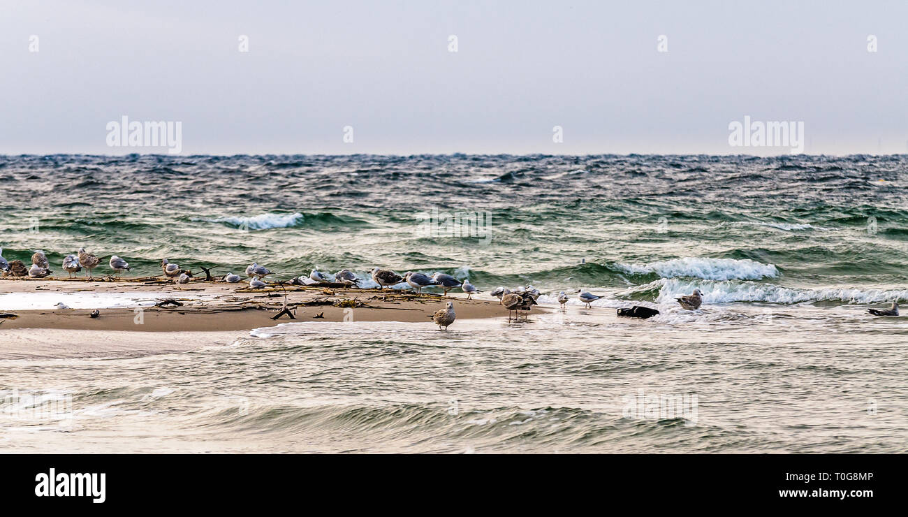 Birds at shore of Pucka Bay (Hel Peninsula, Poland) in winter time ...