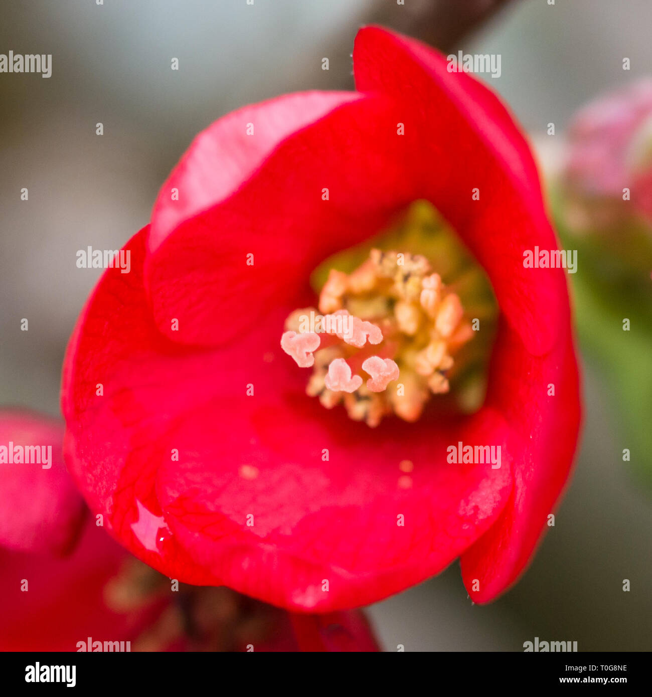 Red quince flower hi-res stock photography and images - Alamy