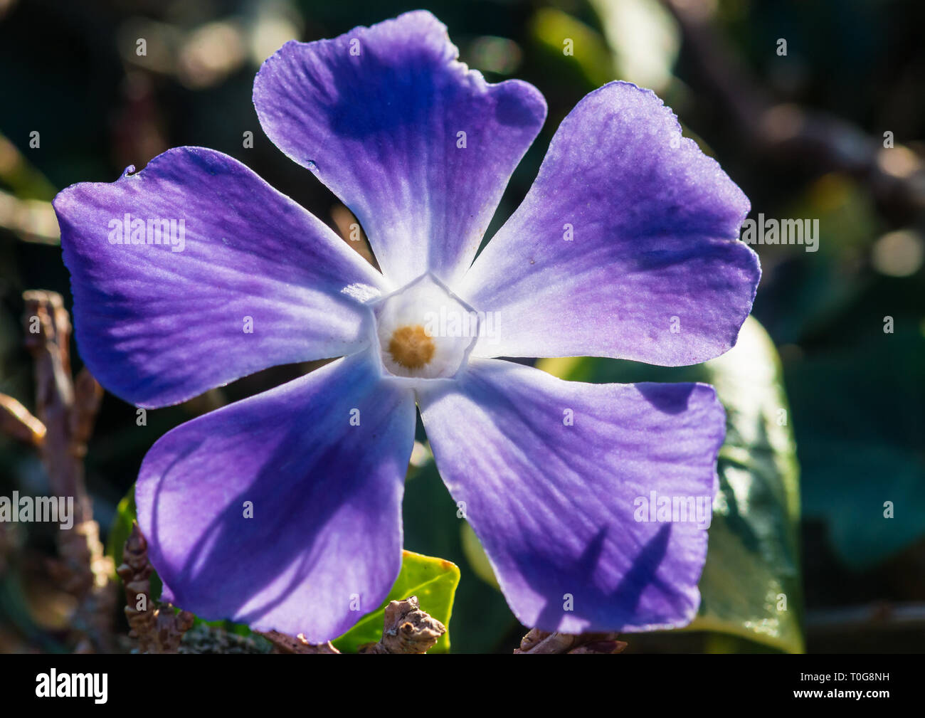 Periwinkle blue hi-res stock photography and images - Alamy