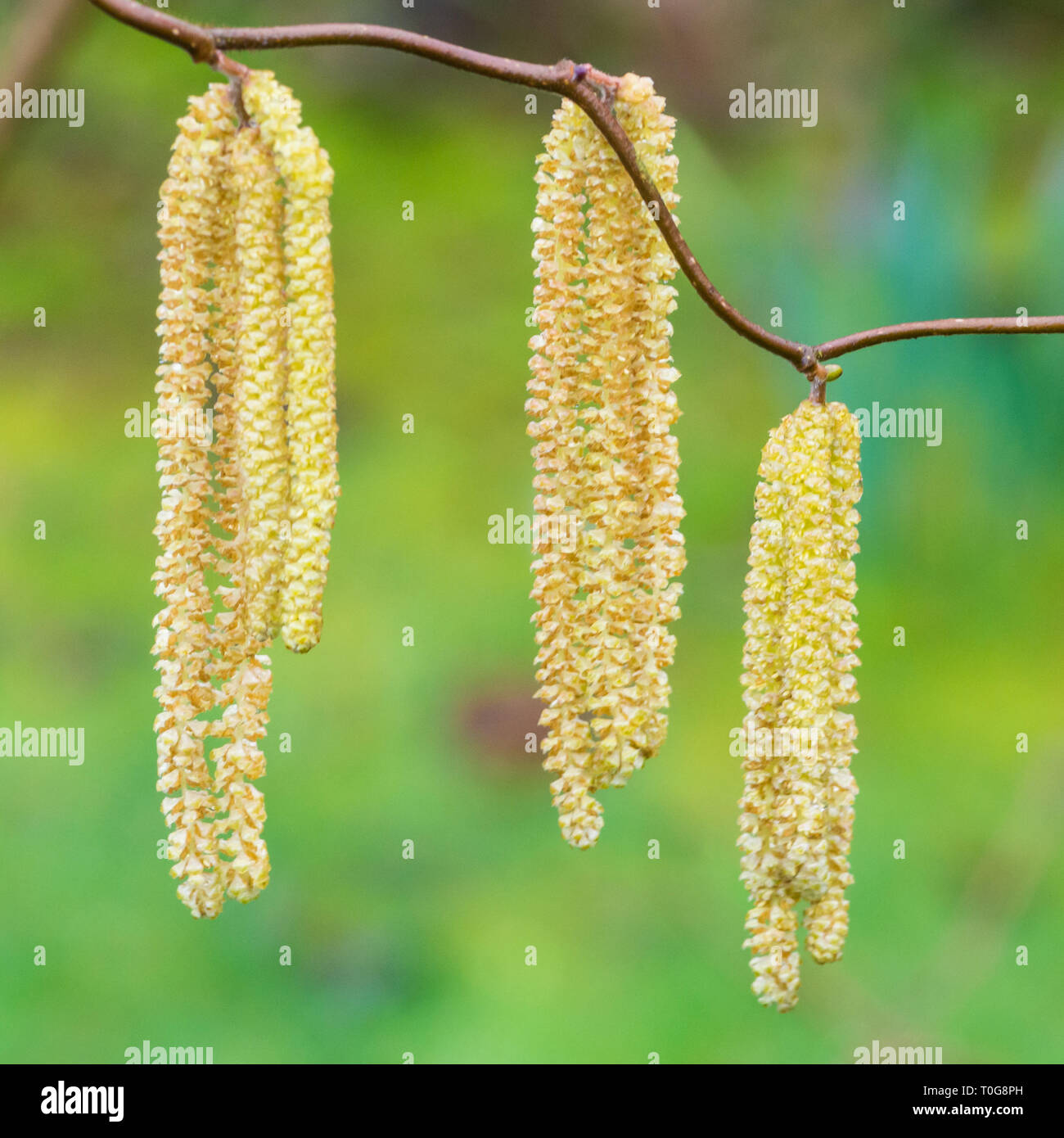 Hazel tree hi-res stock photography and images - Alamy