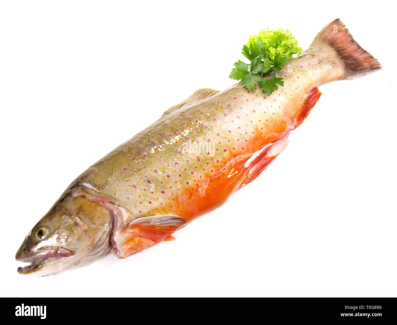 Salmon Trout - Fish on white Background Stock Photo - Alamy