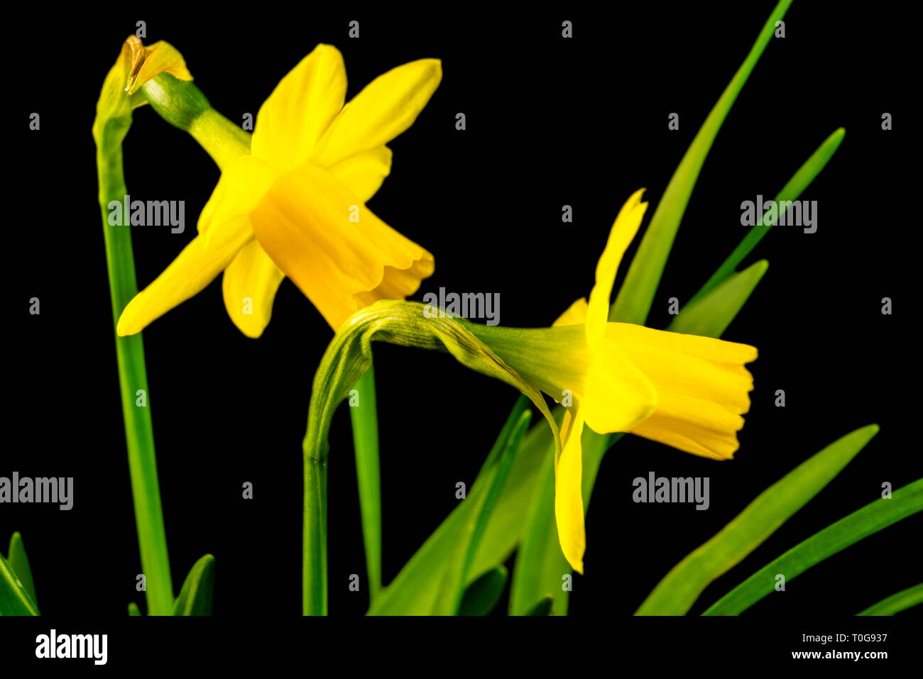 daffodil flowers in spring in Germany Stock Photo - Alamy