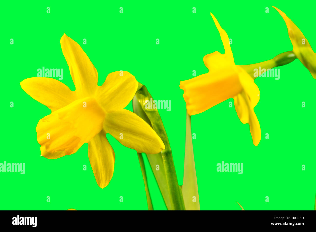 daffodil flowers in spring in Germany Stock Photo - Alamy