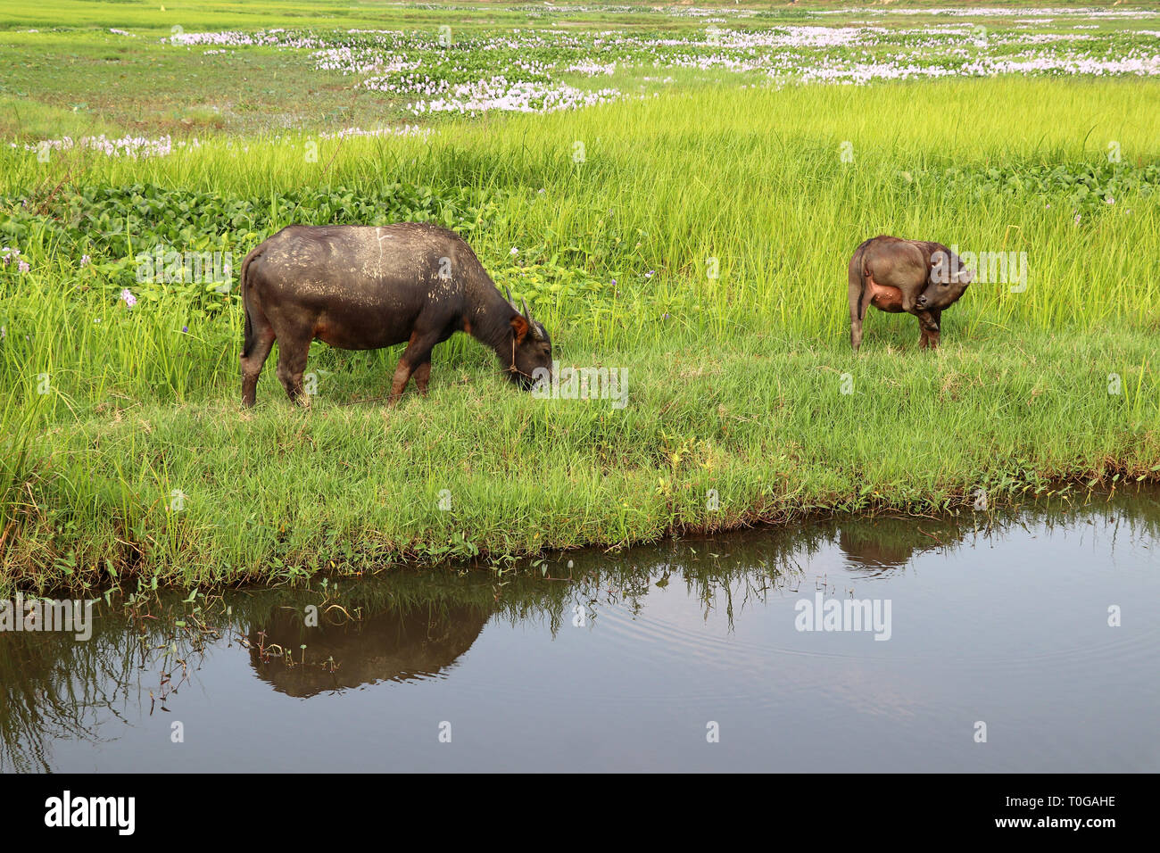 Big rice field hi-res stock photography and images - Alamy