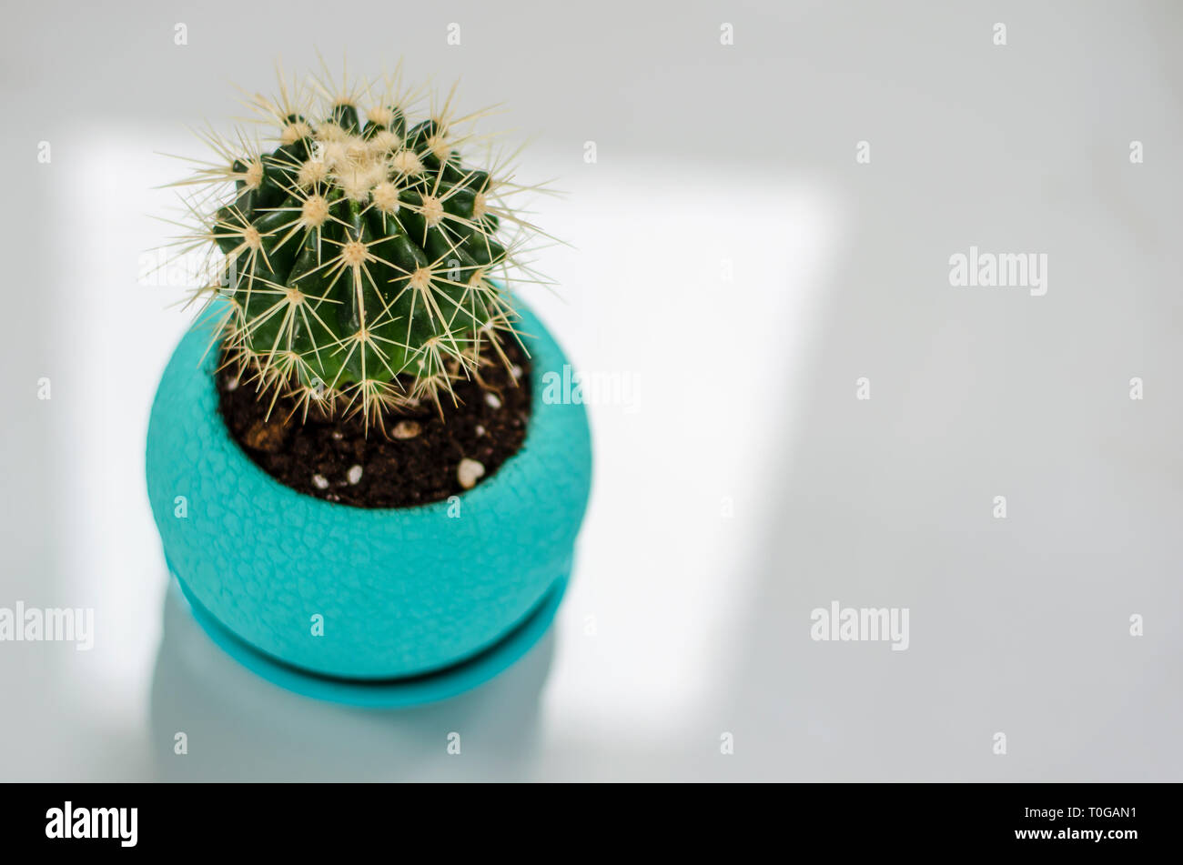 Little cactus in an turquoise flowerpot on a white marble background ...