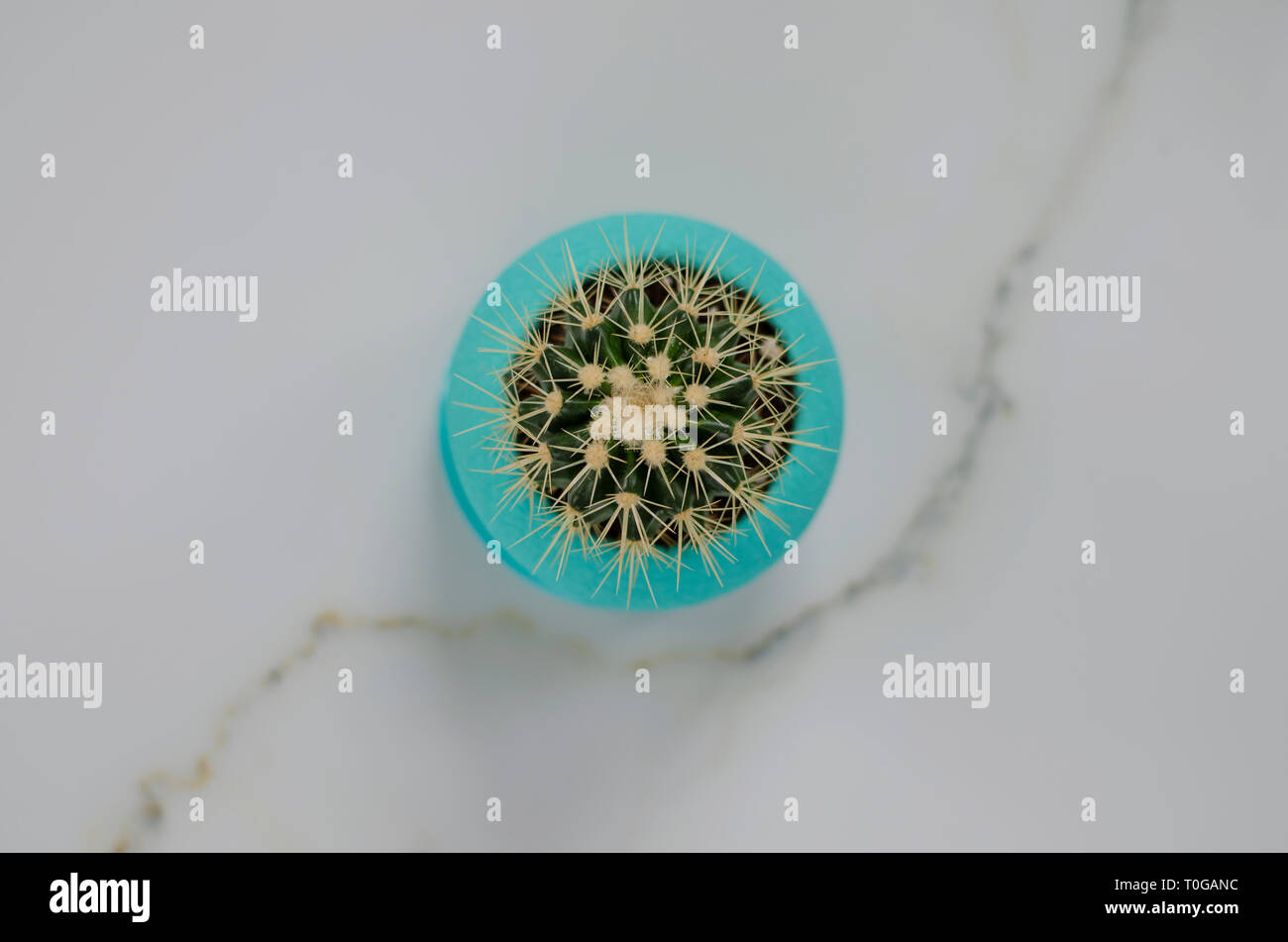 Little cactus in an turquoise flowerpot on a white marble background ...