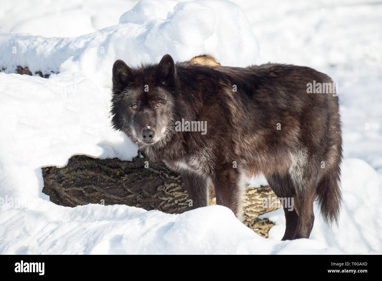 Wild black canadian wolf is looking at the camera. Animals in wildlife ...