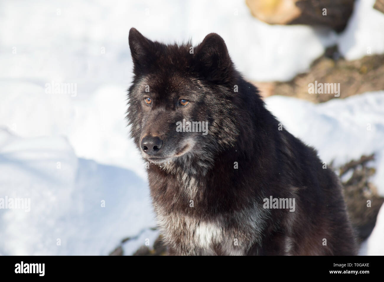 Wild black canadian wolf close up. Canis lupus pambasileus. Animals in ...