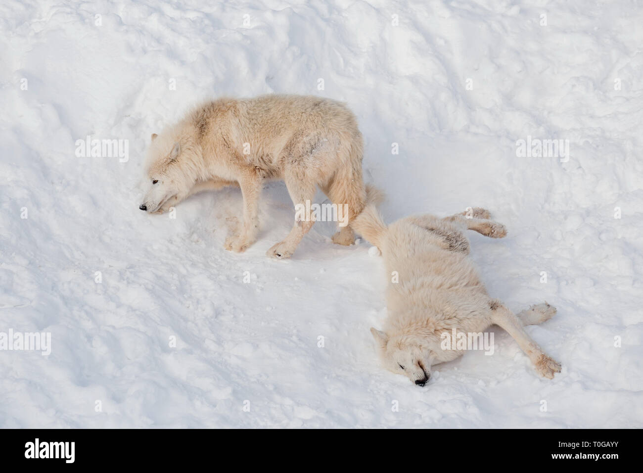 Two wild alaskan tundra wolves are playing on white snow. Canis lupus ...