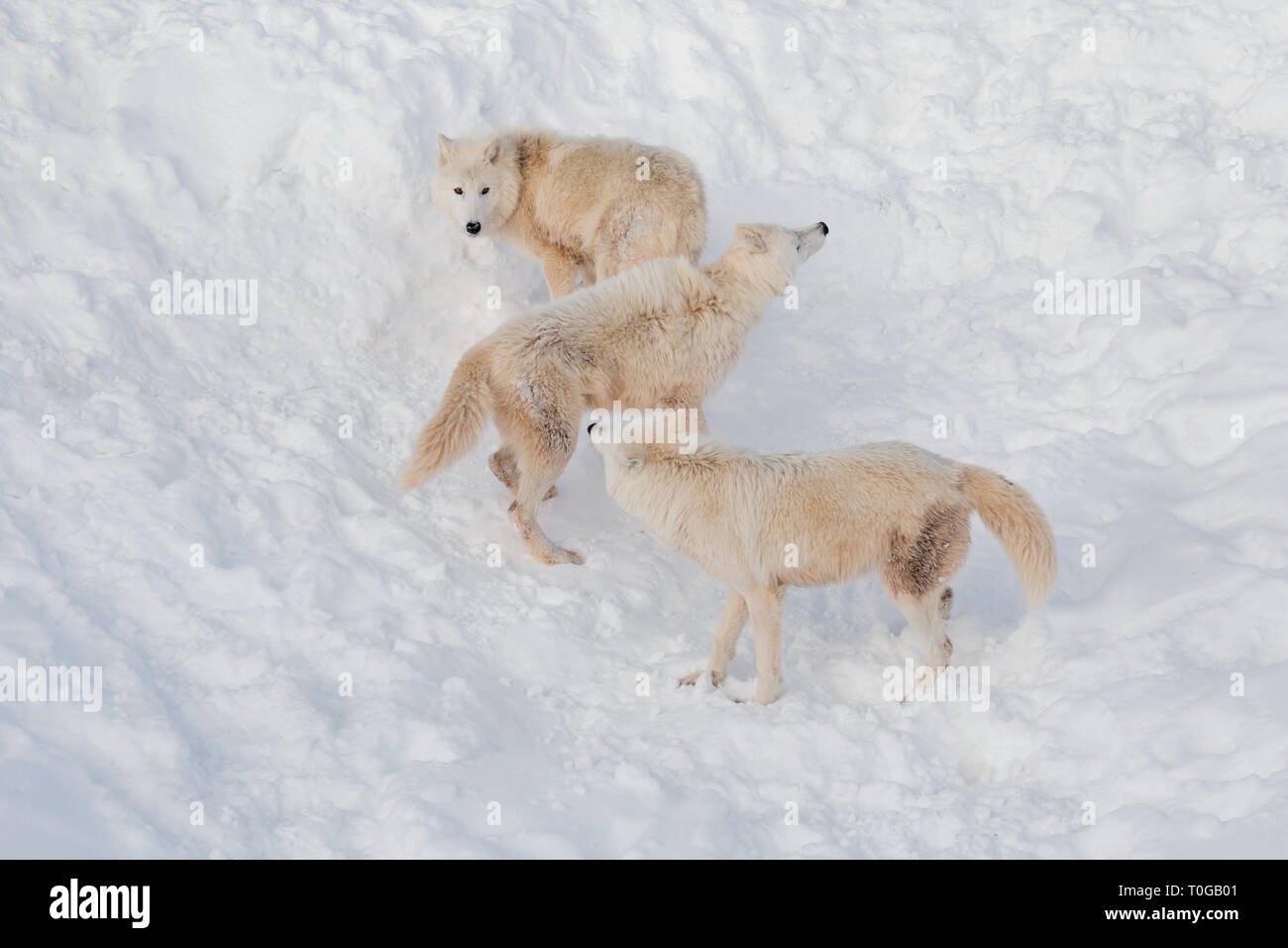 Three wild alaskan tundra wolves are playing on white snow. Canis lupus ...