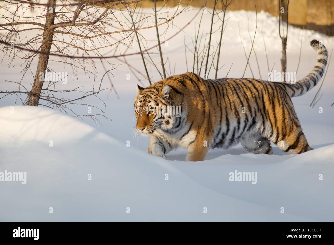 Wild siberian tiger is walking on the white snow. Animals in wildlife ...