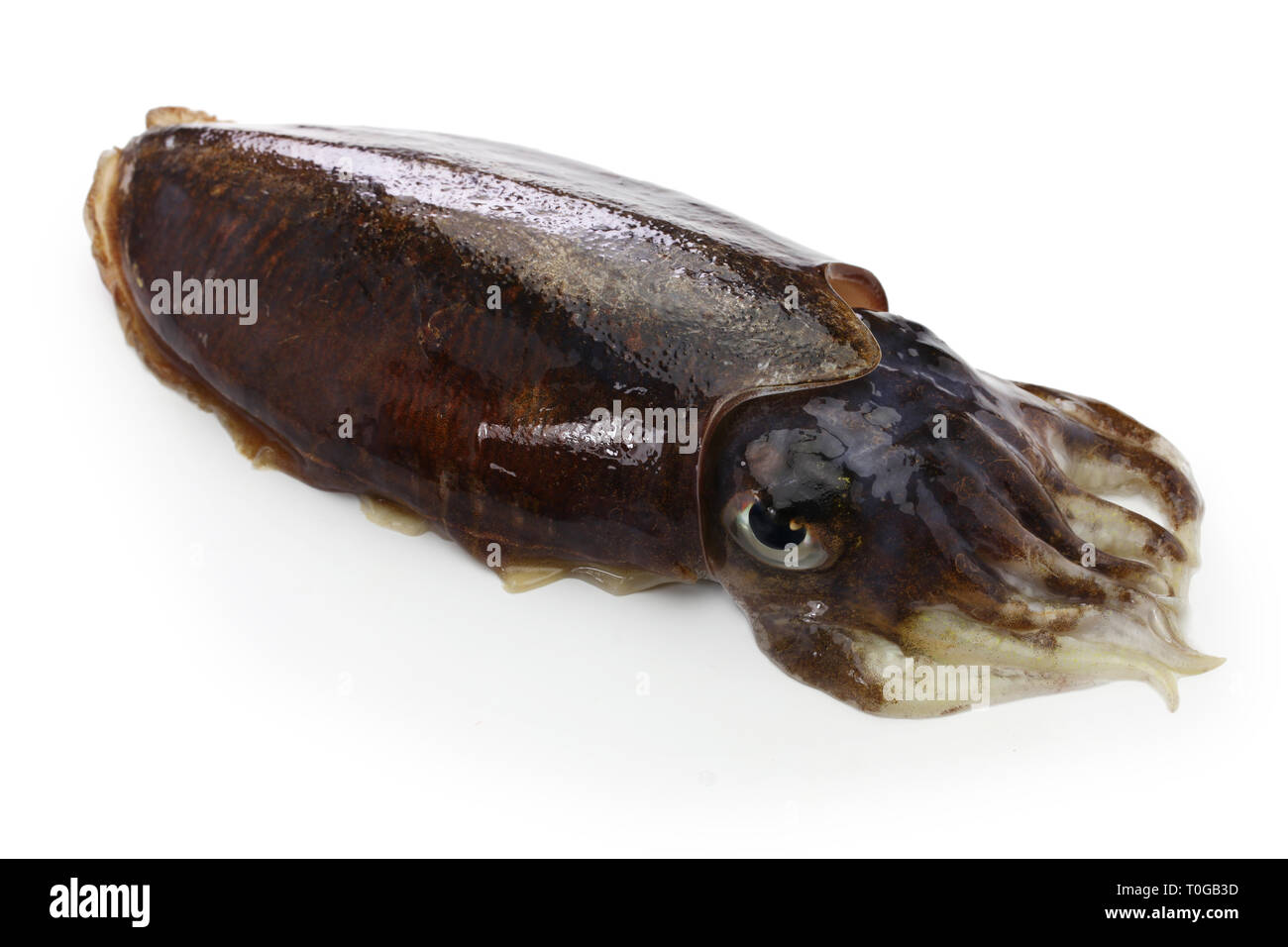 fresh cuttlefish isolated on white background Stock Photo - Alamy