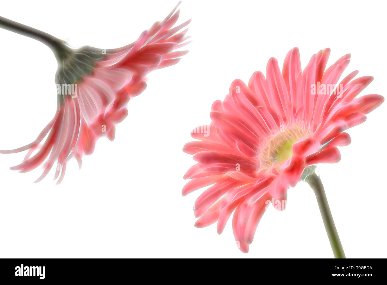 Artistic gerbera flower background Stock Photo - Alamy