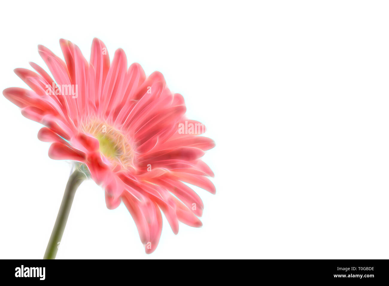 Artistic gerbera flower background Stock Photo - Alamy