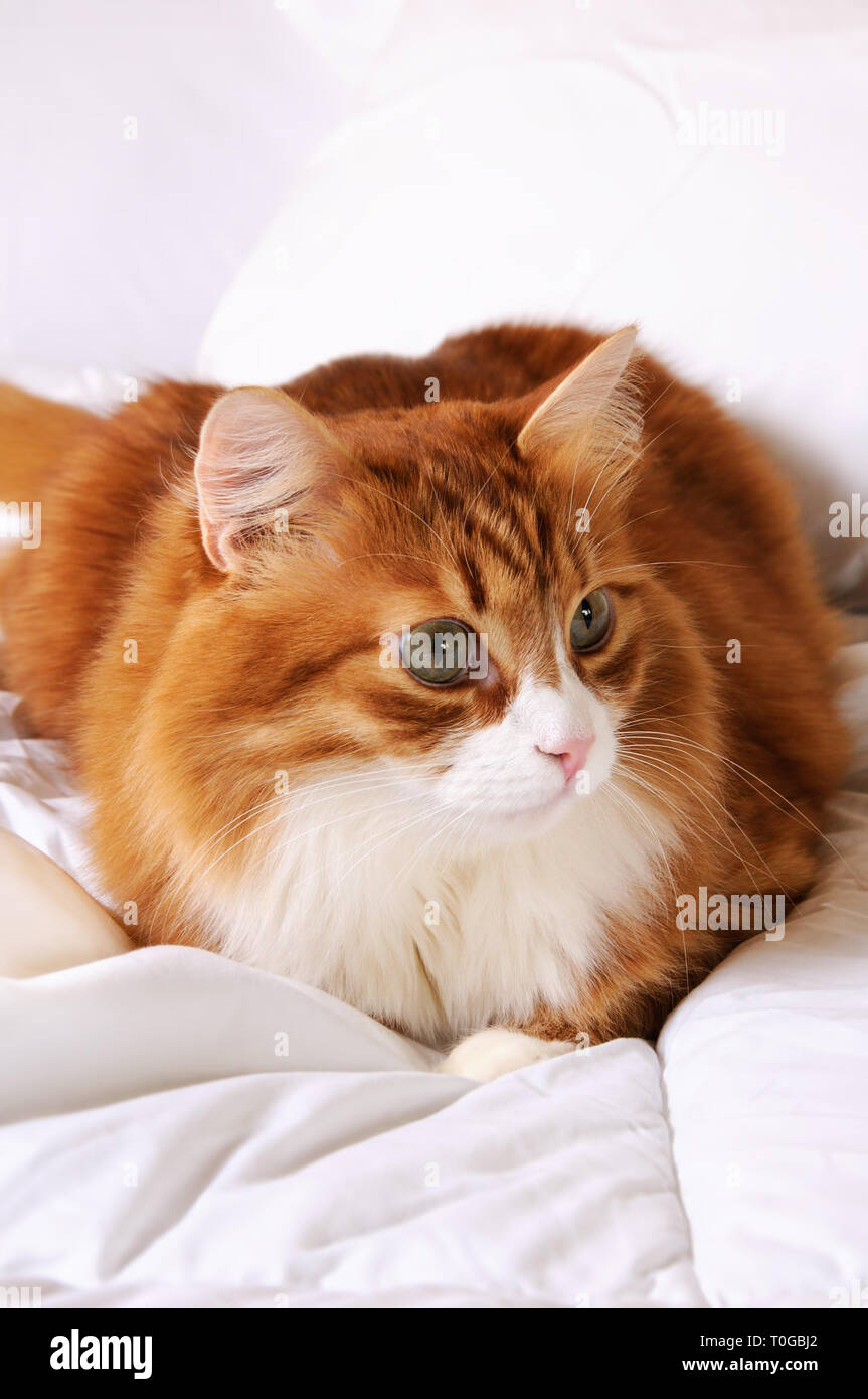 Fluffy red-headed cat resting on a bed in a white bed Stock Photo - Alamy