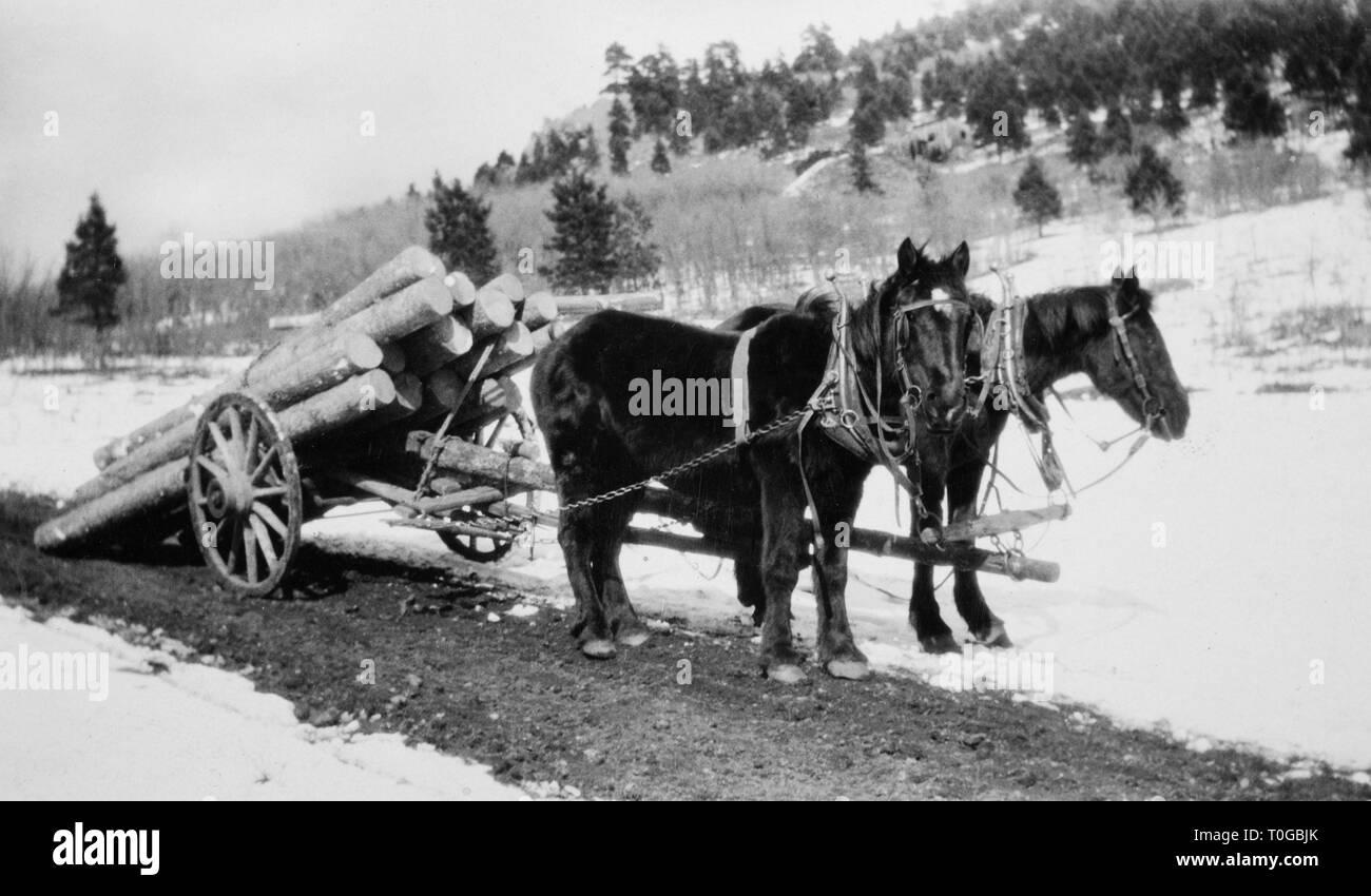 Modern log transportation in Colorado, ca. 1915 Stock Photo - Alamy