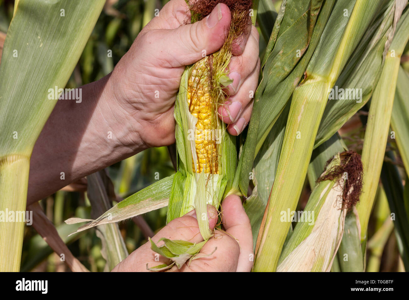 Corn on the field is controlled Stock Photo - Alamy