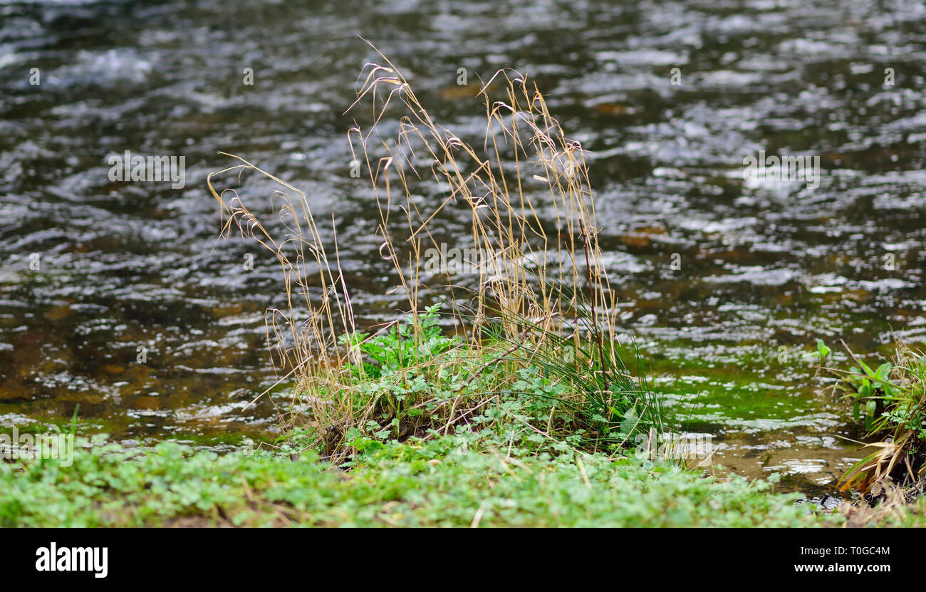 Riverbank grass grasses hi-res stock photography and images - Alamy