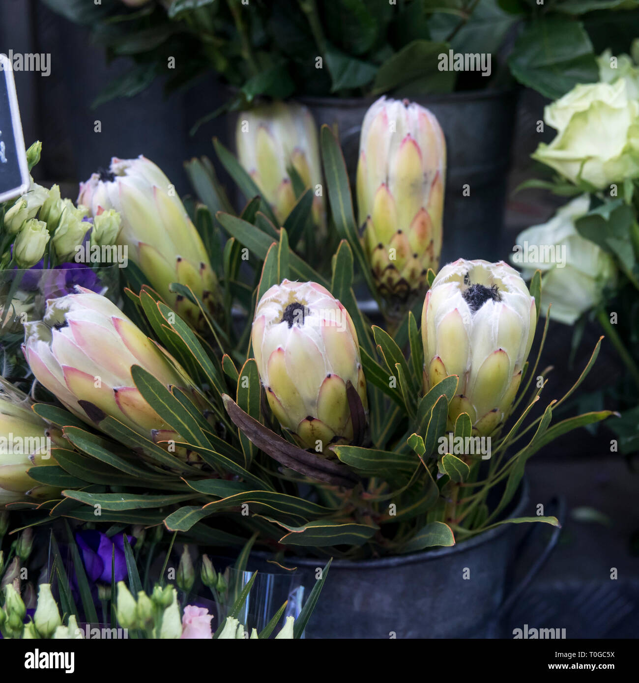 White King Protea or protea cynaroides is flowering with large buds ...