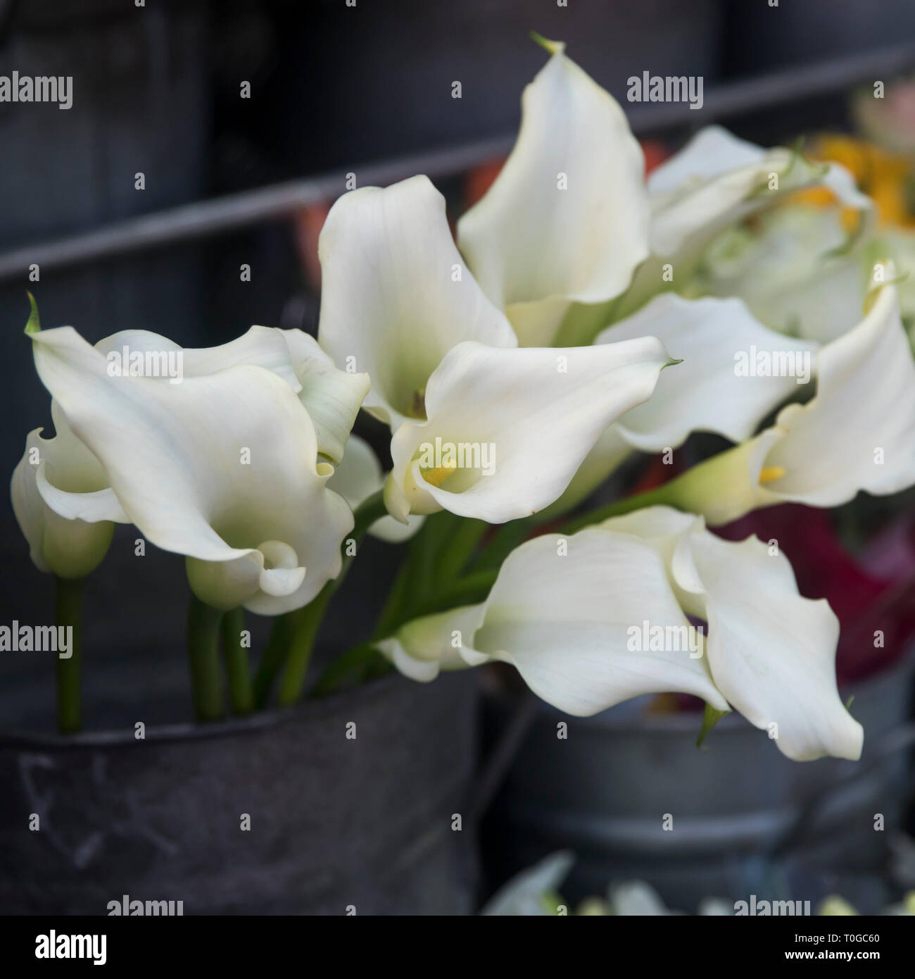 the Bouquet of white callas on a show-window of flower shop Stock Photo ...