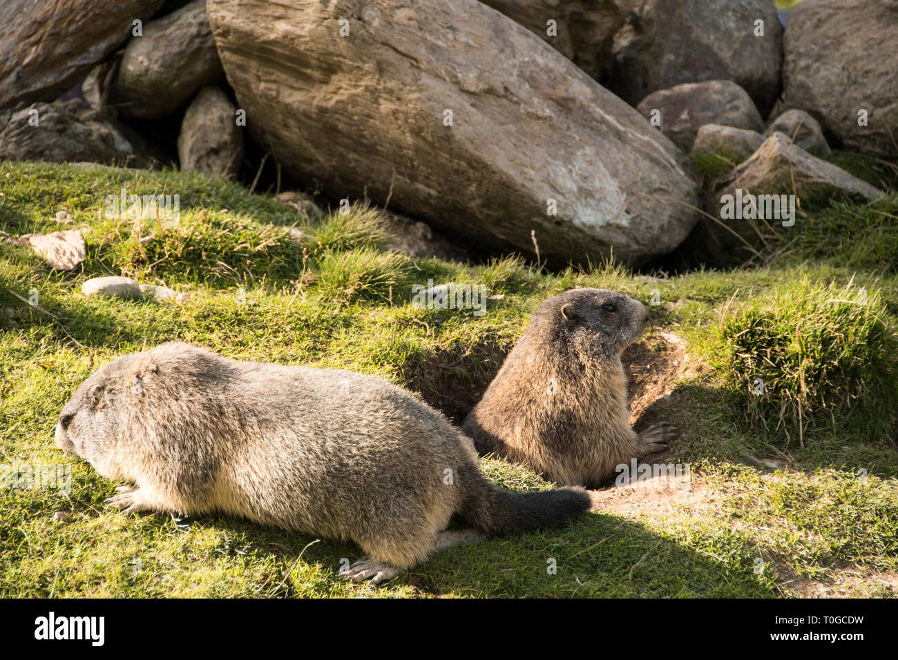 Groundhog comes out of the building and looks into the camera Stock ...