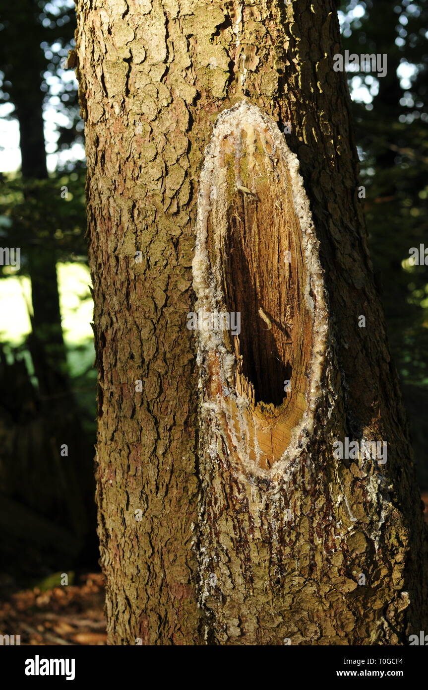 Glue wound hi-res stock photography and images - Alamy