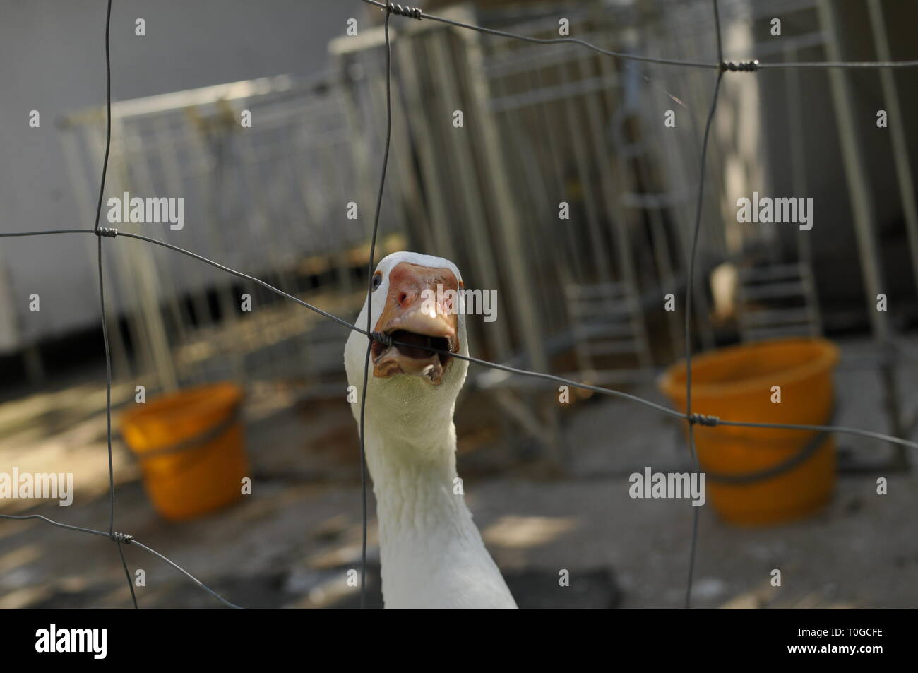 white goose behind a fence biting into the wire Stock Photo - Alamy