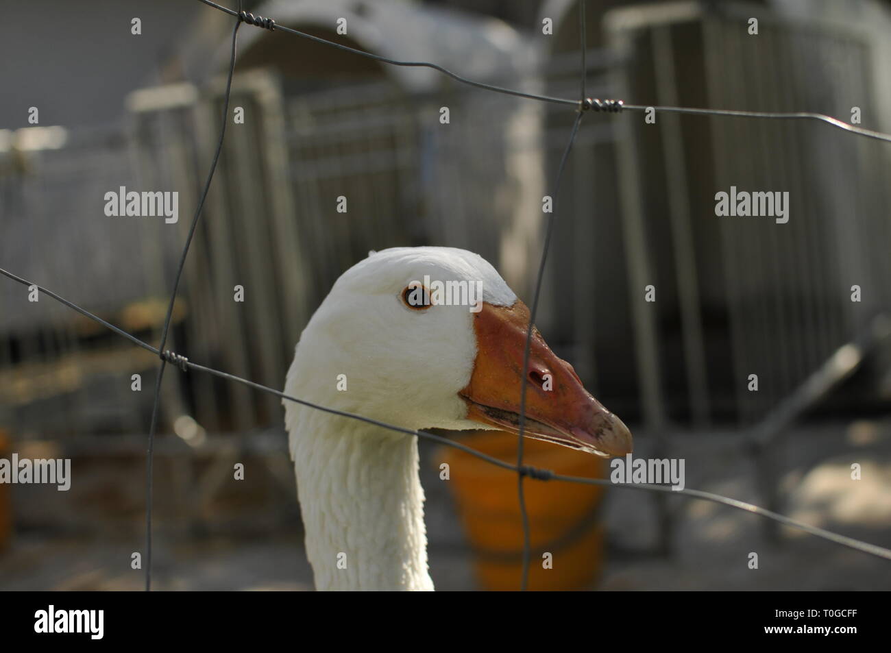 Duck behind fence hi-res stock photography and images - Alamy