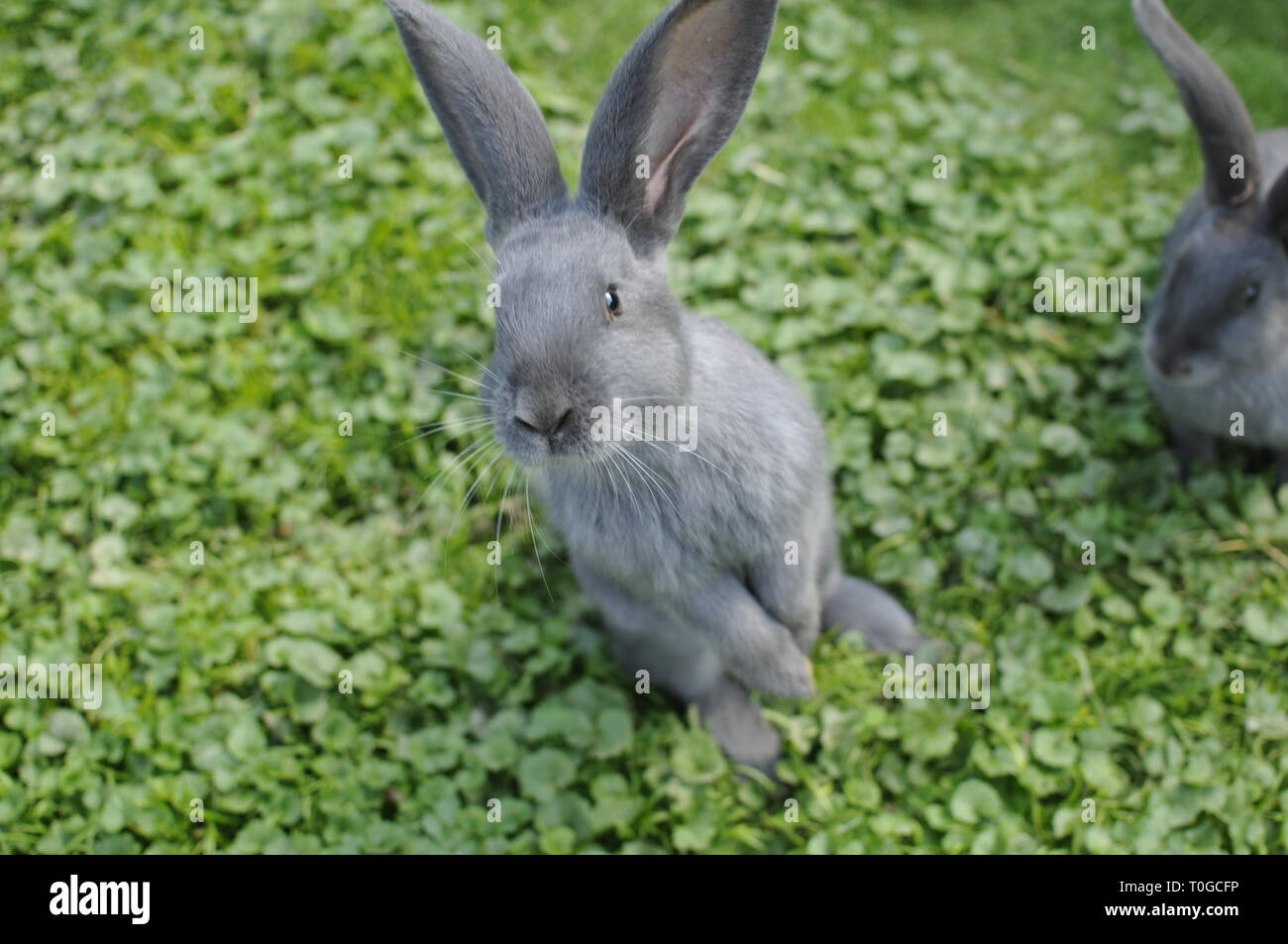 cute little grey rabbit standing in the meadow portrait Stock Photo - Alamy