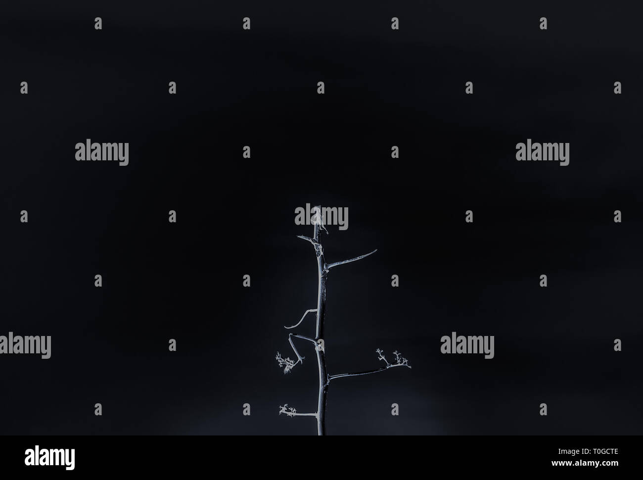 Inverted tree hi-res stock photography and images - Alamy