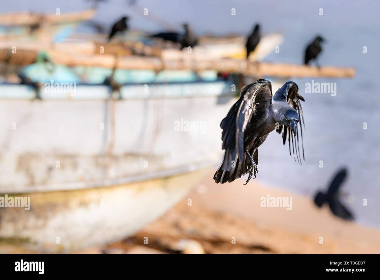 Galle sri lanka flying bird hi-res stock photography and images - Alamy