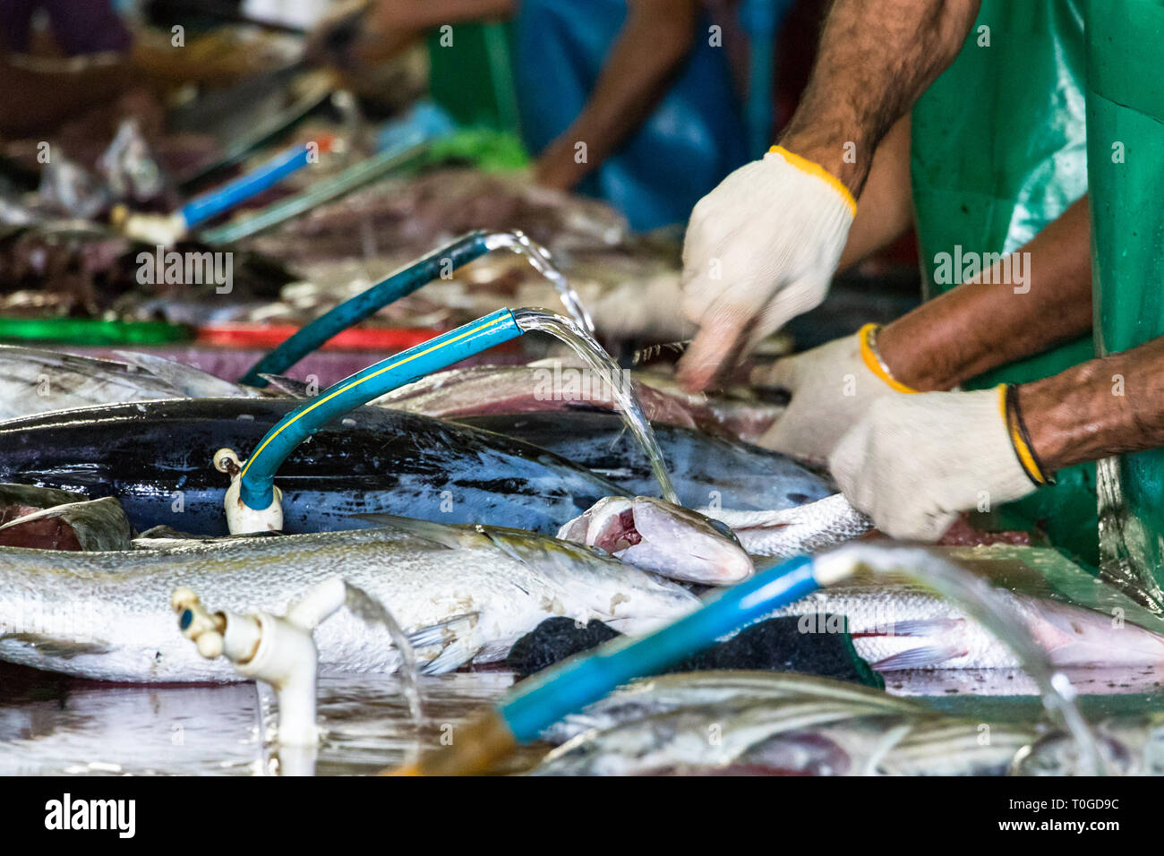 Cutting fish hi-res stock photography and images - Alamy