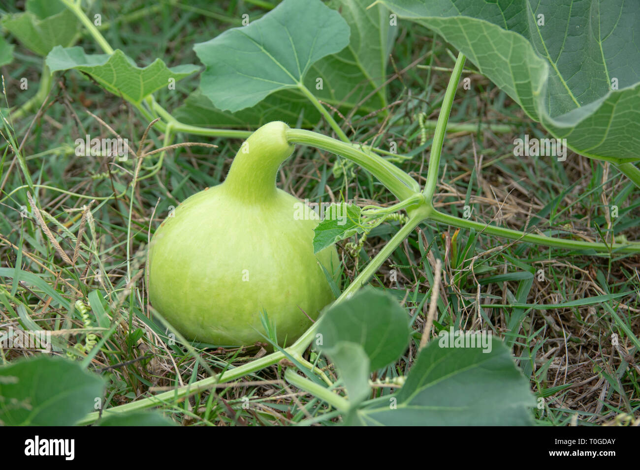 Bottle gourd hi-res stock photography and images - Alamy