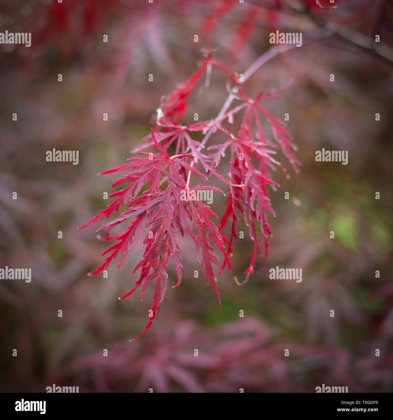 Japanese maple, Acer palmatum dissectum 'Garnet' deciduous tree ...