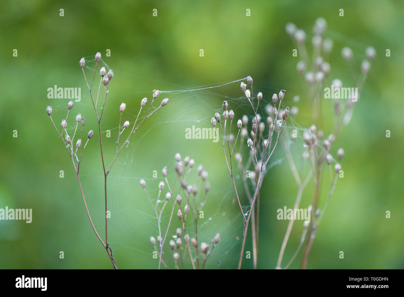 Baby's-breath, Gypsophila, in autumn photographed at Wakehurst Wild ...