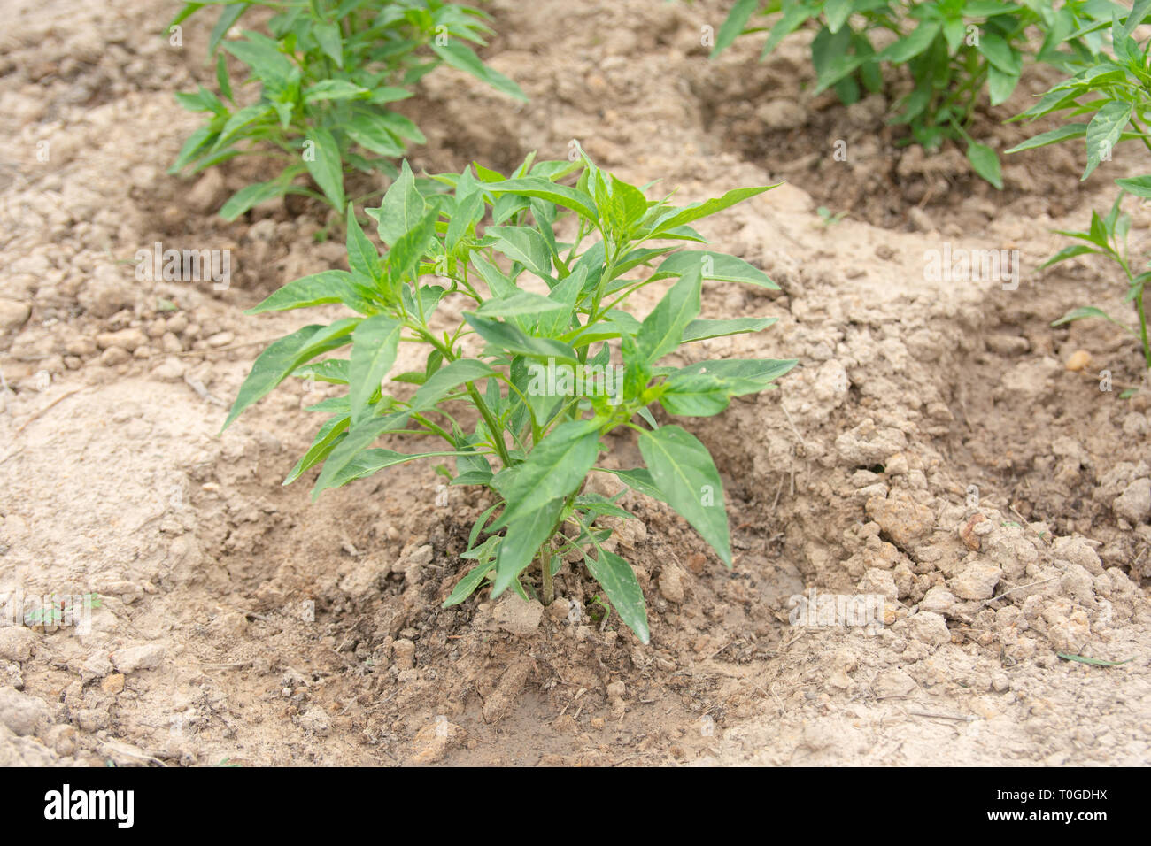 Chili tree planted on the soil. Young chili pepper plant - Image Stock ...