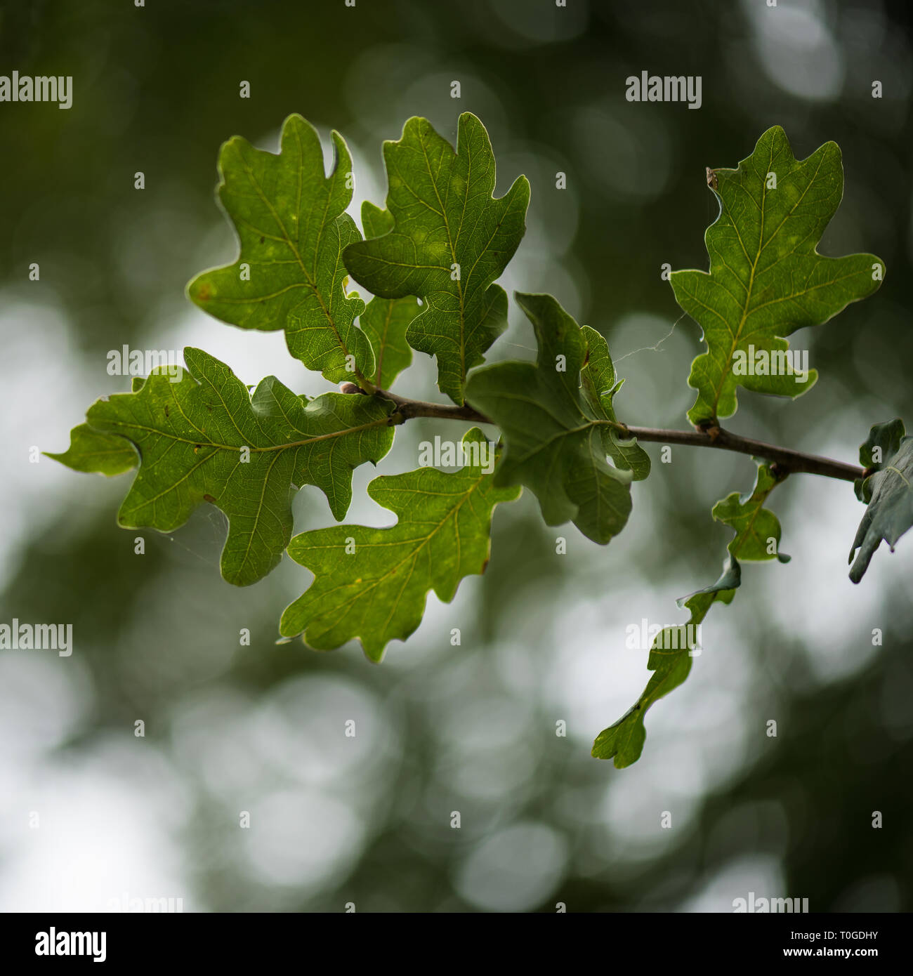 Details of oak tree leaf Stock Photo - Alamy
